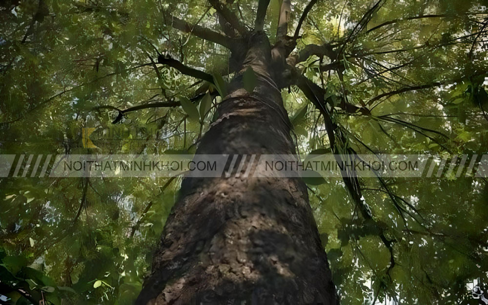 Gỗ Mun Đuôi Công: Nét Đẹp Độc Đáo Và Tinh Tế