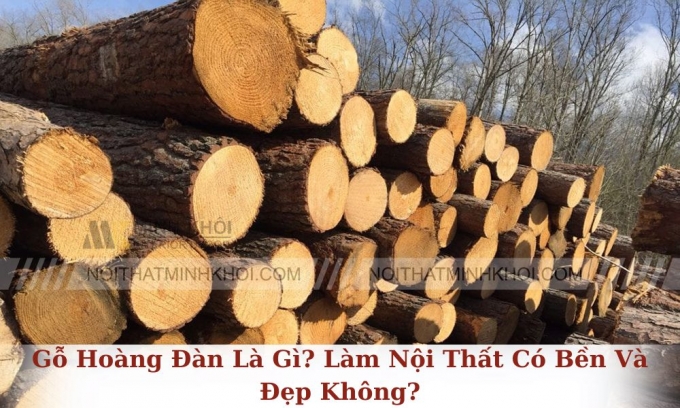 Gỗ Hoàng Đàn Là Gì? Làm Nội Thất Có Bền Và Đẹp Không?